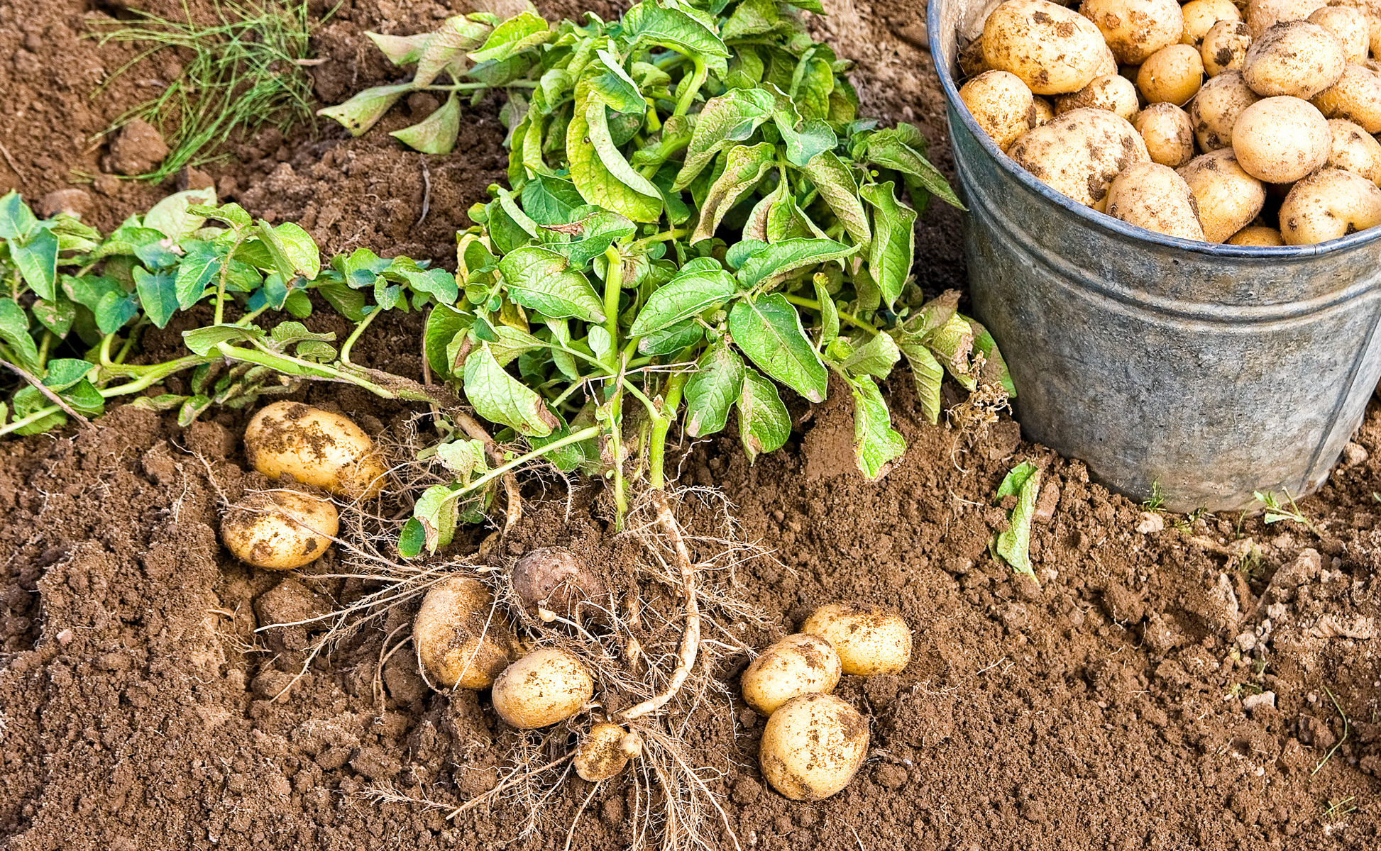 How Are Potatoes Grown? – Mother Earth News